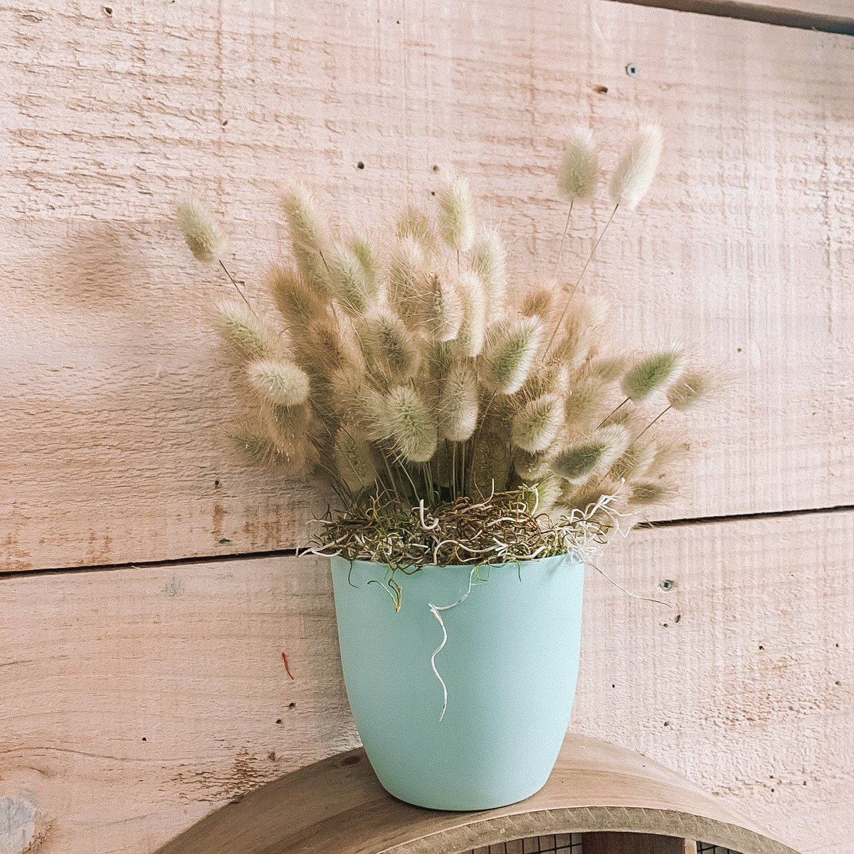Bunny Tails Pot – Floralessence